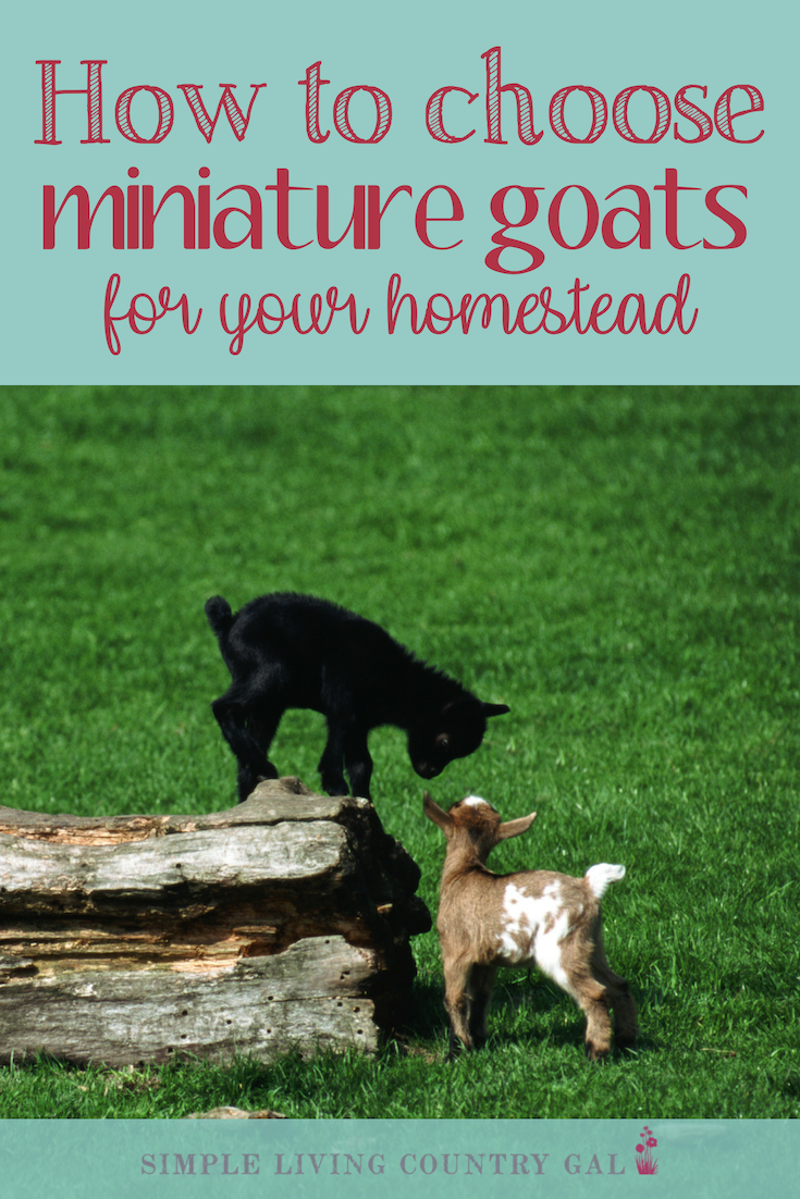 Miniature Goat Breeds | Simple Living Country Gal