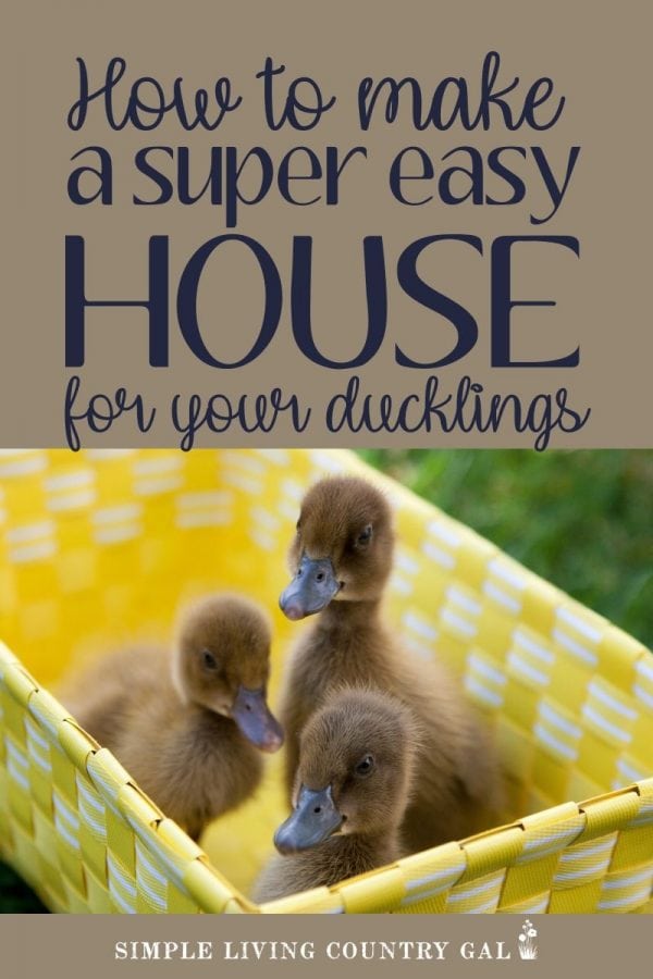 Setting Up A DIY Brooder Box For Ducklings | Simple Living Country Gal