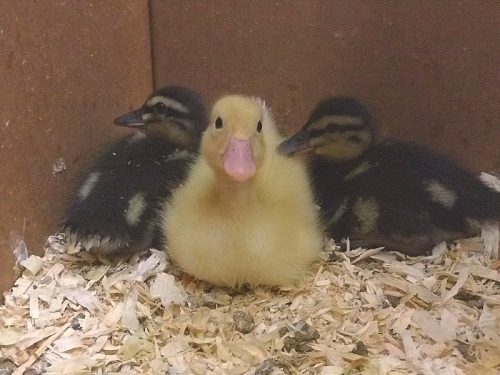 Setting Up A DIY Brooder Box For Ducklings | Simple Living Country Gal