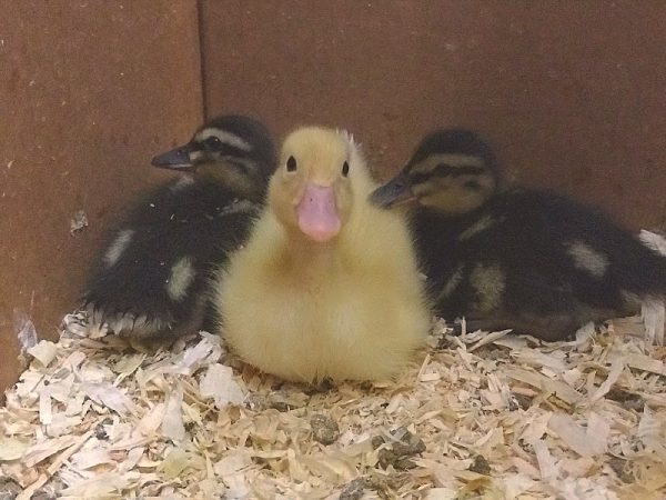Setting Up A DIY Brooder Box For Ducklings | Simple Living Country Gal