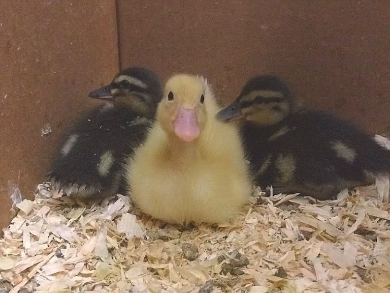 Setting Up A DIY Brooder Box For Ducklings | Simple Living Country Gal