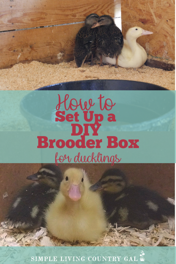 Setting Up A Diy Brooder Box For Ducklings Simple Living Country Gal