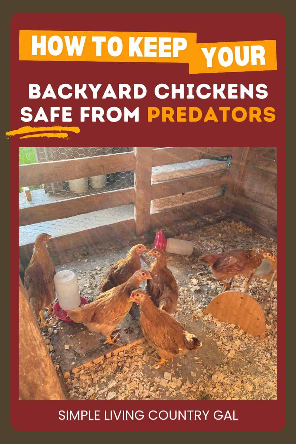 Avoiding Backyard Chicken Predators | Simple Living Country Gal