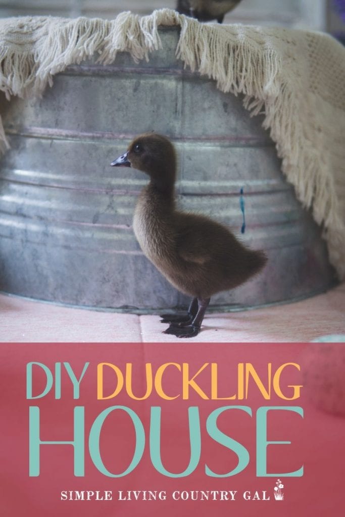 Setting Up A DIY Brooder Box For Ducklings | Simple Living Country Gal