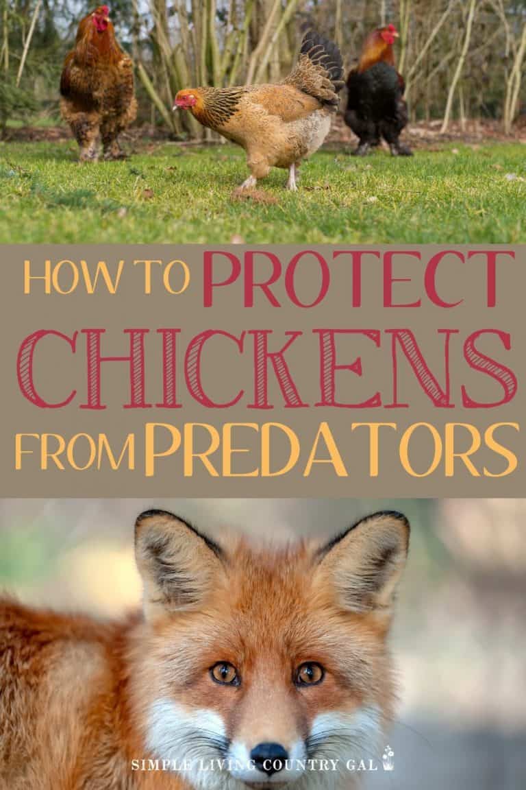 Avoiding Backyard Chicken Predators | Simple Living Country Gal