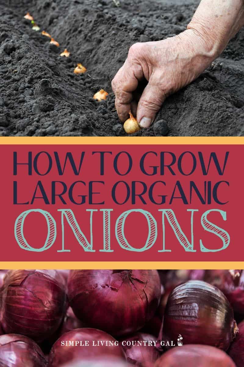 How To Grow Bigger Onions | Simple Living Country Gal