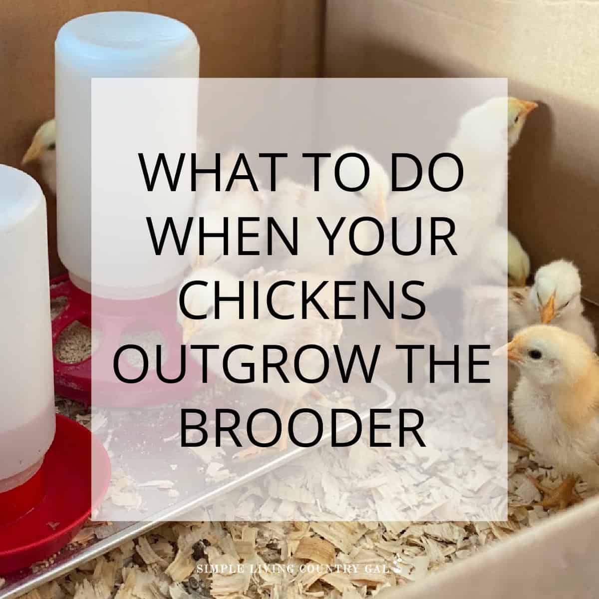When Chicks Outgrown Their Home | Simple Living Country Gal