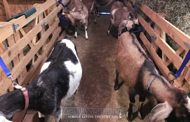 How To Have People-Friendly Goats | Simple Living Country Gal