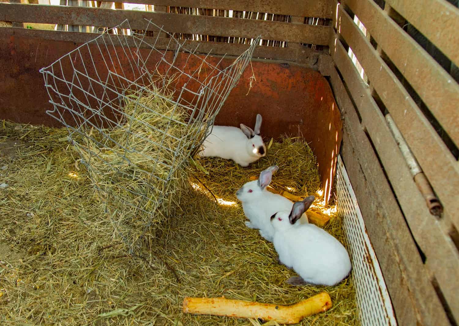 Homestead Animals: Tips for Selecting the Perfect Fit | Simple Living ...