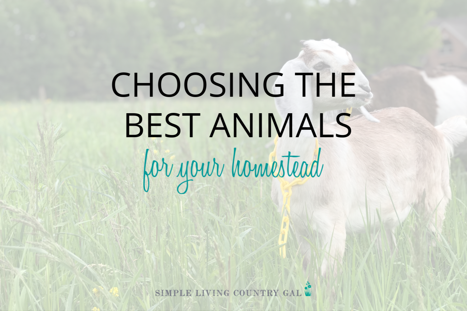 How to Choose the Best Homestead Animals | Simple Living Country Gal