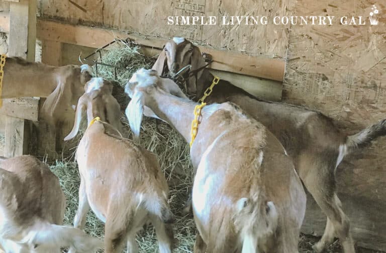 Best Hay to Feed Goats: A Complete Guide | Simple Living Country Gal