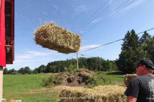 Best Hay to Feed Goats: A Complete Guide | Simple Living Country Gal