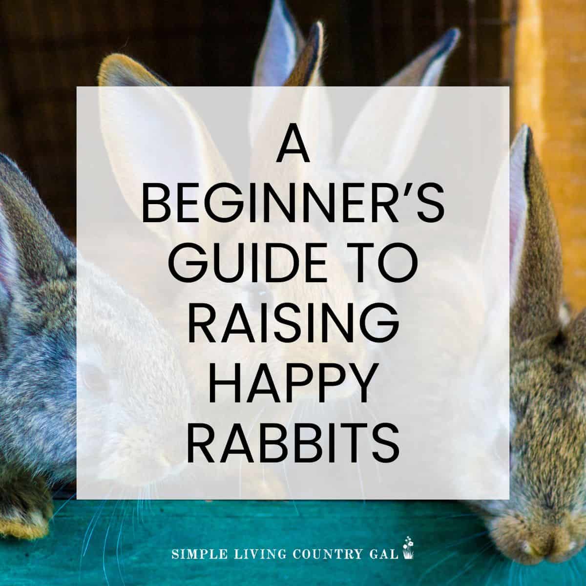 How to Start Raising Rabbits for Beginners | Simple Living Country Gal