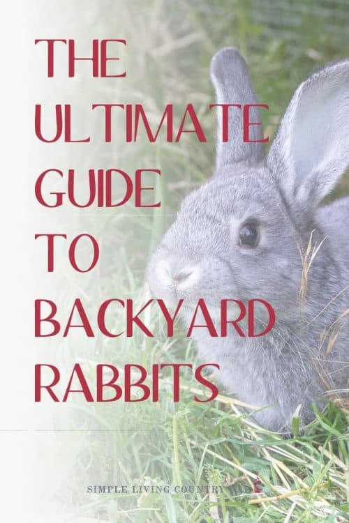 How to Start Raising Rabbits for Beginners | Simple Living Country Gal