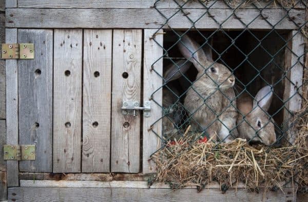 How to Start Raising Rabbits for Beginners | Simple Living Country Gal
