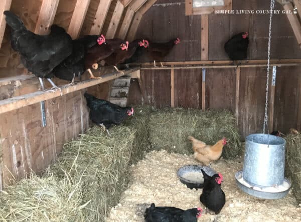 How to DIY a Roost for your chickens | Simple Living Country Gal