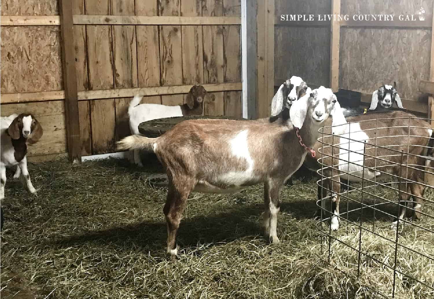 Building A Raised Goat Bed DIY | Simple Living Country Gal