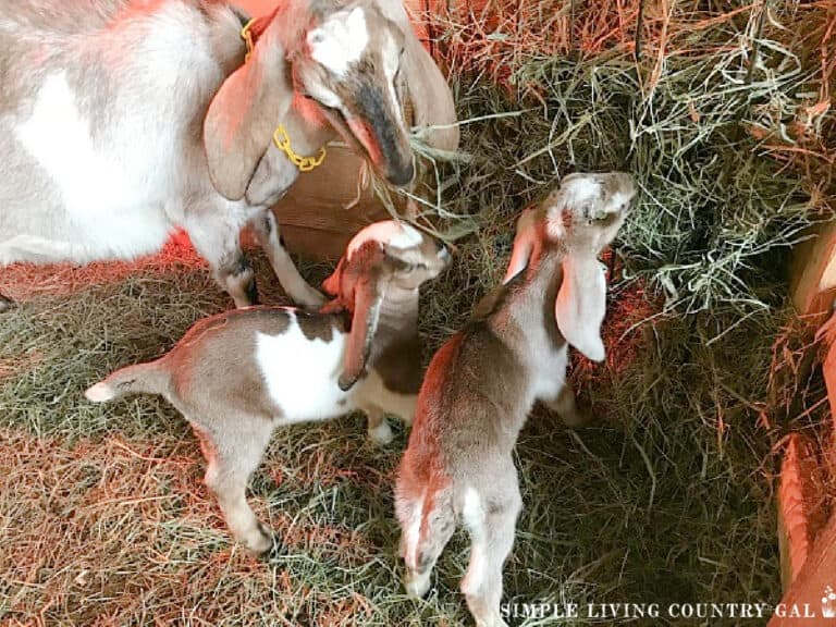 A Step-by-Step Guide to Building Your Goat Birthing Kit | Simple Living ...