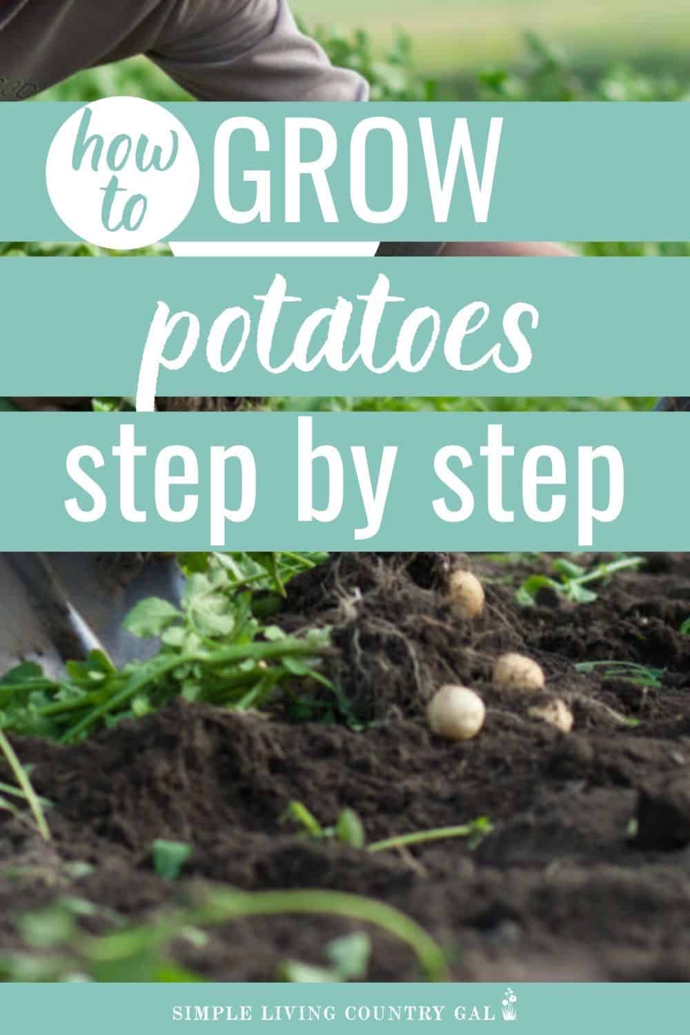 How to Grow Potatoes for Beginners | Simple Living Country Gal