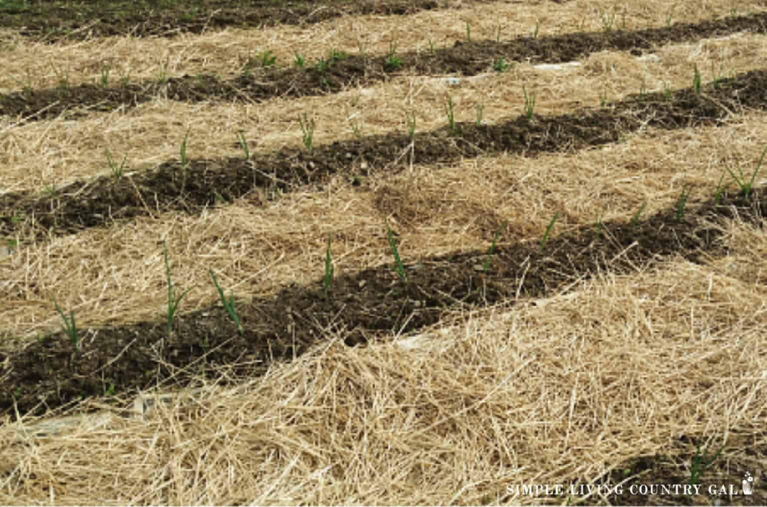 What is the Difference Between Hay and Straw? | Simple Living Country Gal