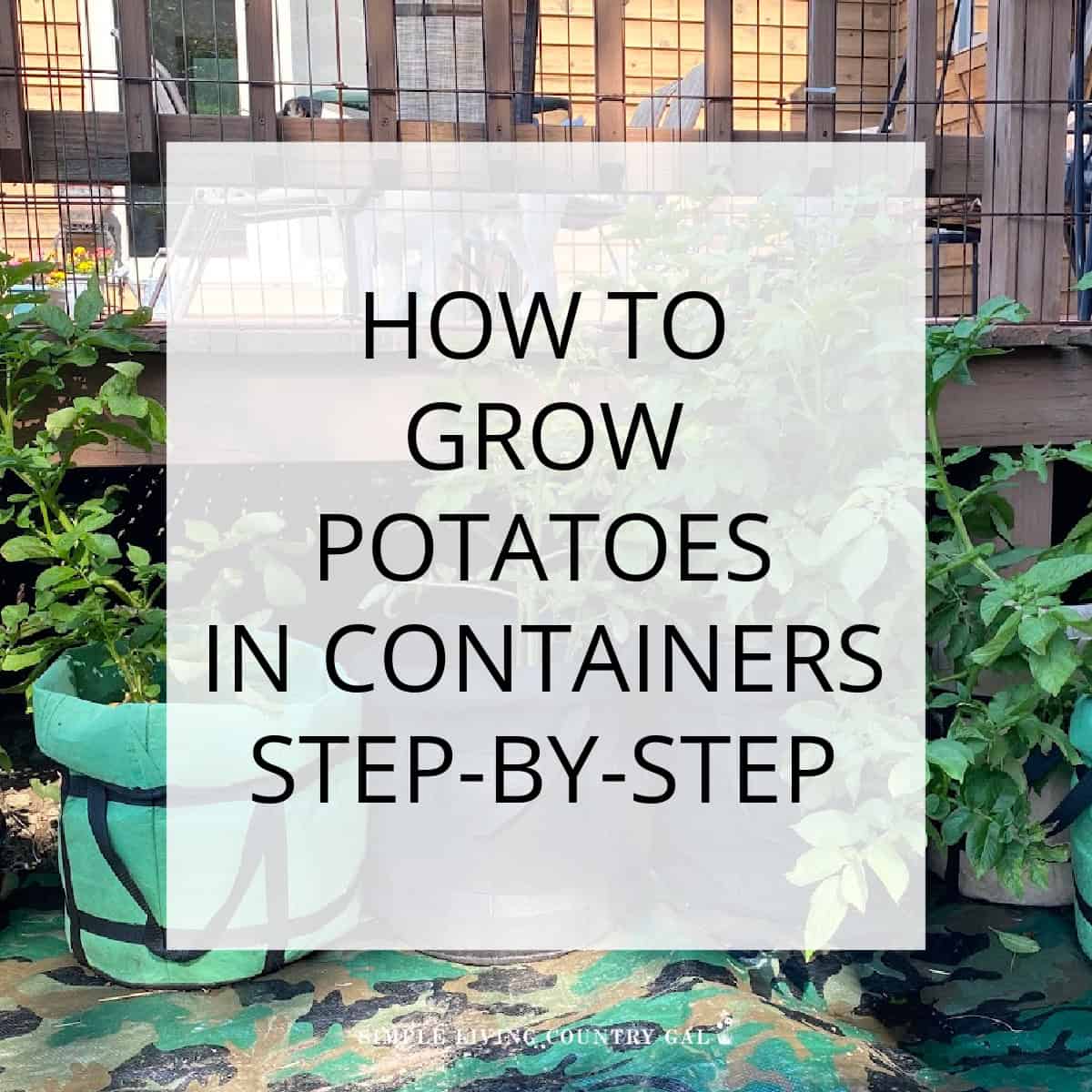 Container Gardening: Growing Potatoes Made Easy | Simple Living Country Gal