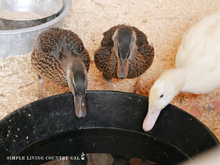 Setting Up A DIY Brooder Box For Ducklings | Simple Living Country Gal