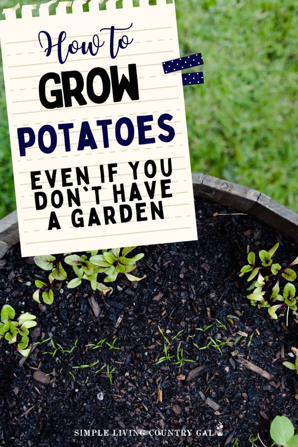 Container Gardening: Growing Potatoes Made Easy | Simple Living Country Gal