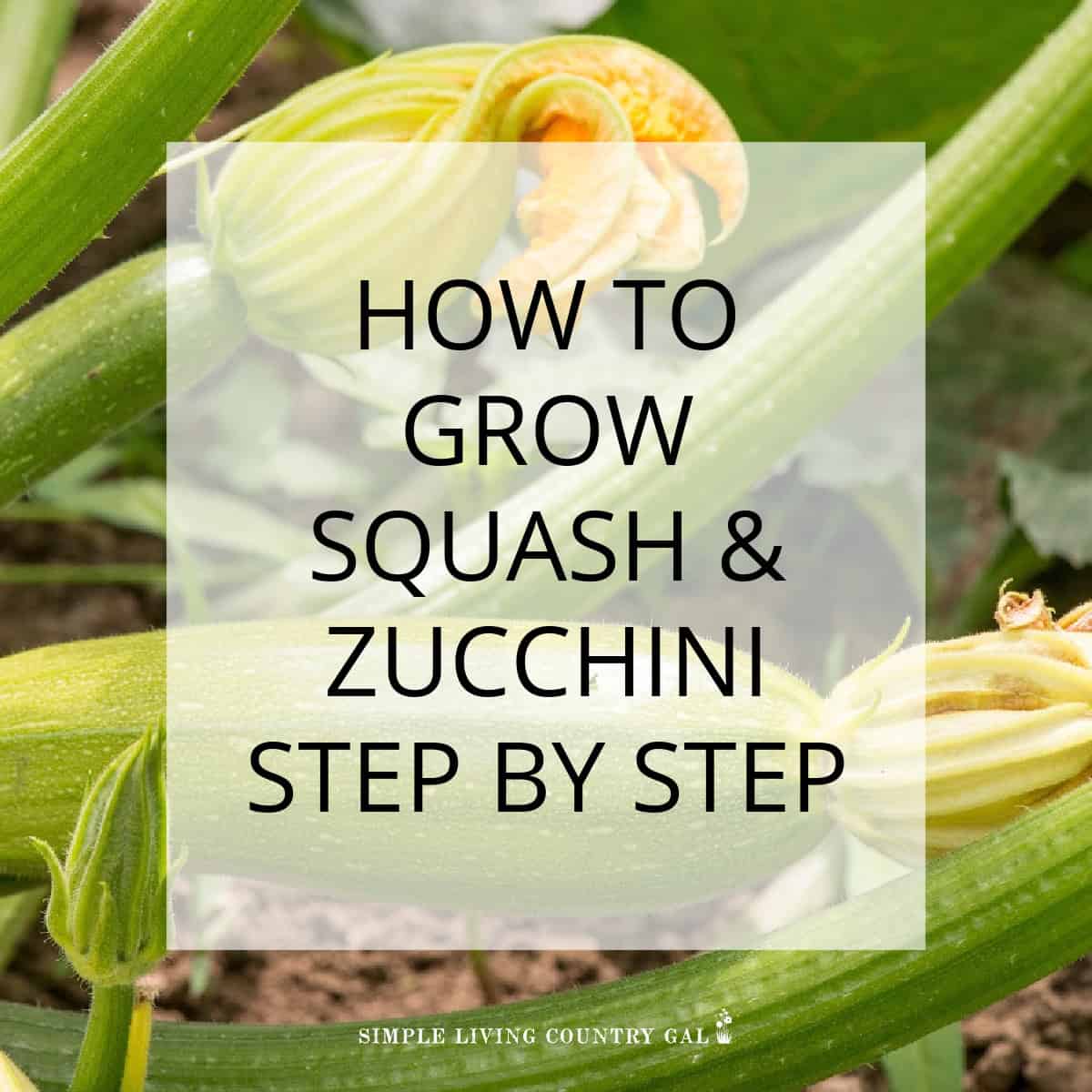 How to Grow Squash for Beginners | Simple Living Country Gal