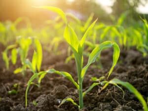 How to Grow Sweet Corn in Your Backyard | Simple Living Country Gal