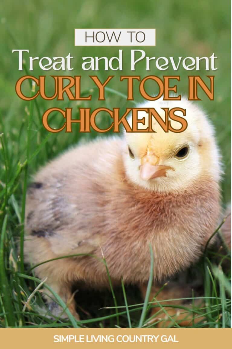 Causes & Treatment for Curly Toe in Chickens | Simple Living Country Gal