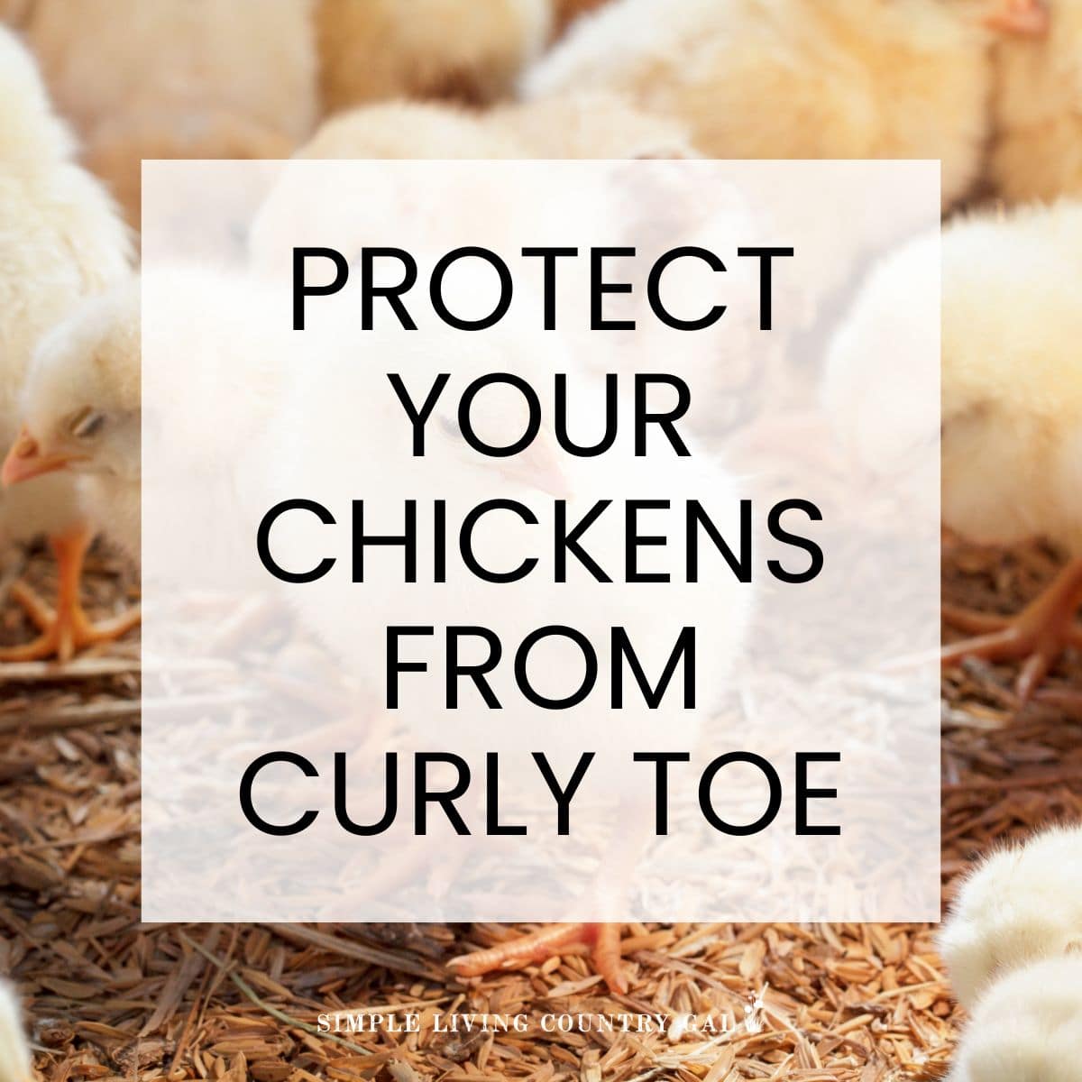 Causes & Treatment for Curly Toe in Chickens | Simple Living Country Gal