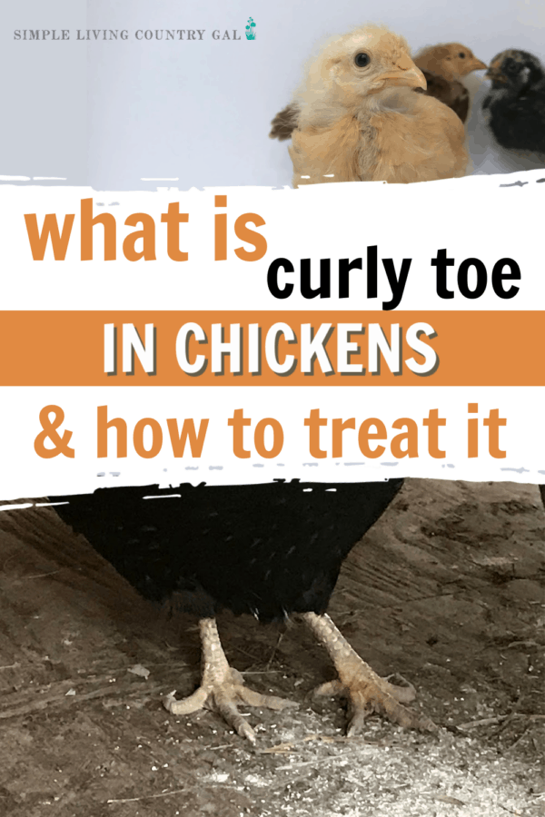 Causes & Treatment for Curly Toe in Chickens | Simple Living Country Gal