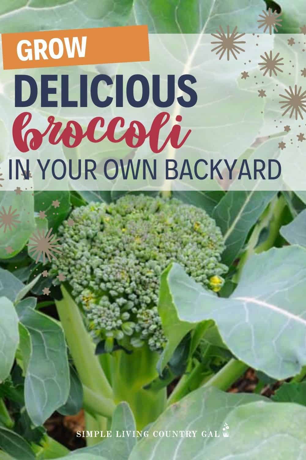 How to Grow Broccoli for Beginners Step by Step | Simple Living Country Gal