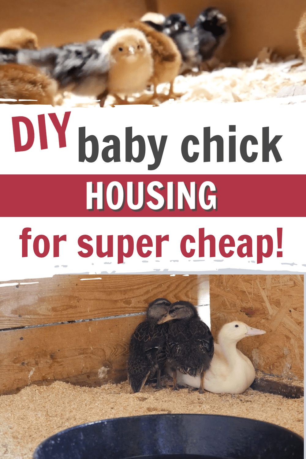 Affordable Baby Chicks Ducks Housing: A DIY Guide