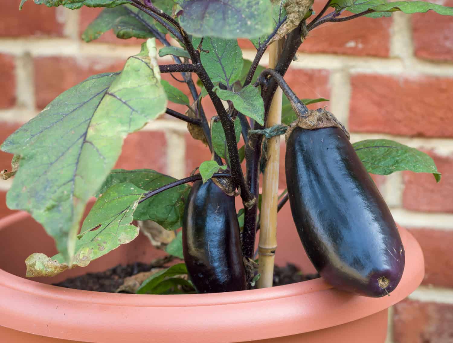 How to Grow Eggplant for Beginners | Simple Living Country Gal How to Grow Eggplant for Beginners | Simple Living Country Gal
