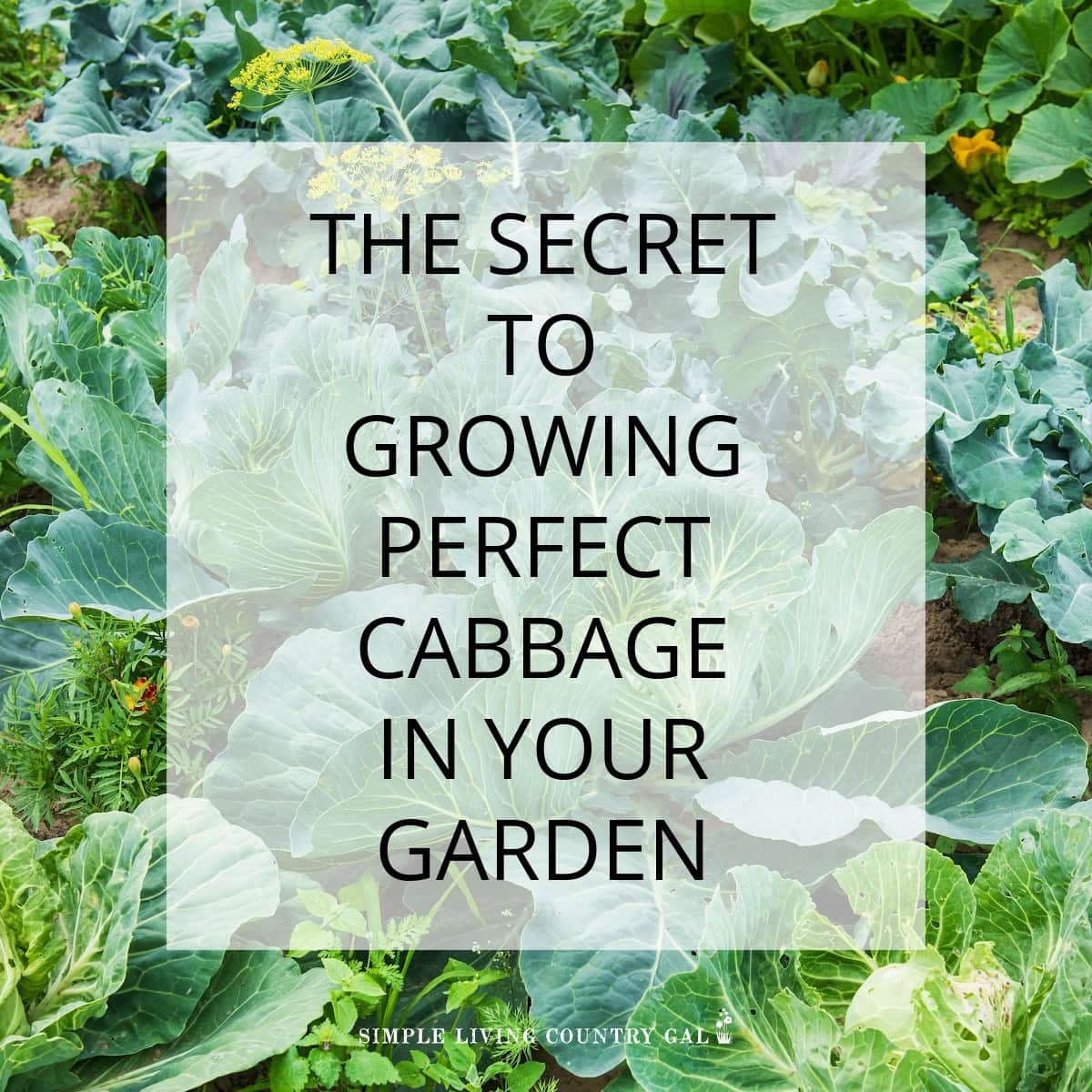 How to Grow Cabbage for Beginners: A Guide | Simple Living Country Gal