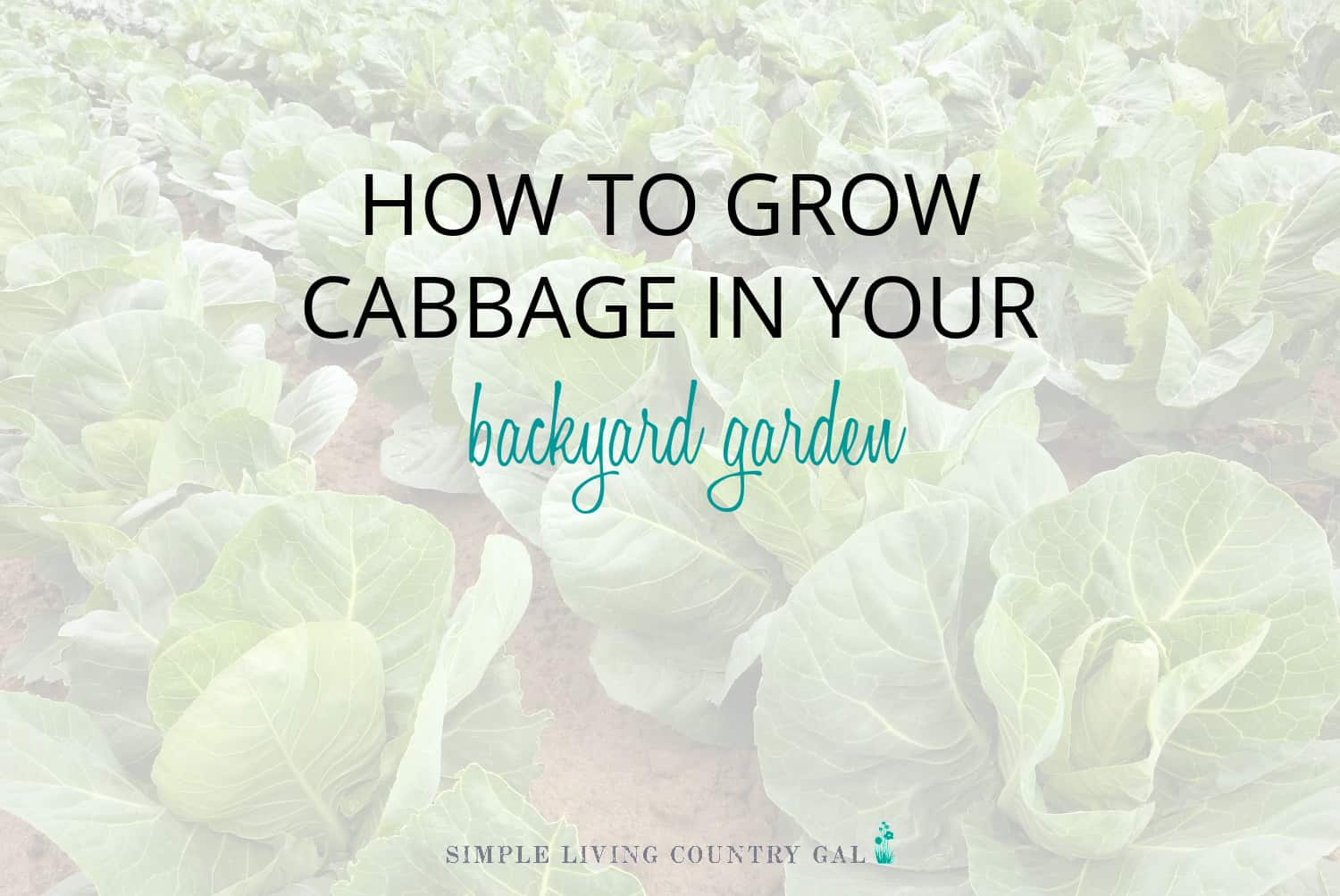 How to Grow Cabbage for Beginners | Simple Living Country Gal