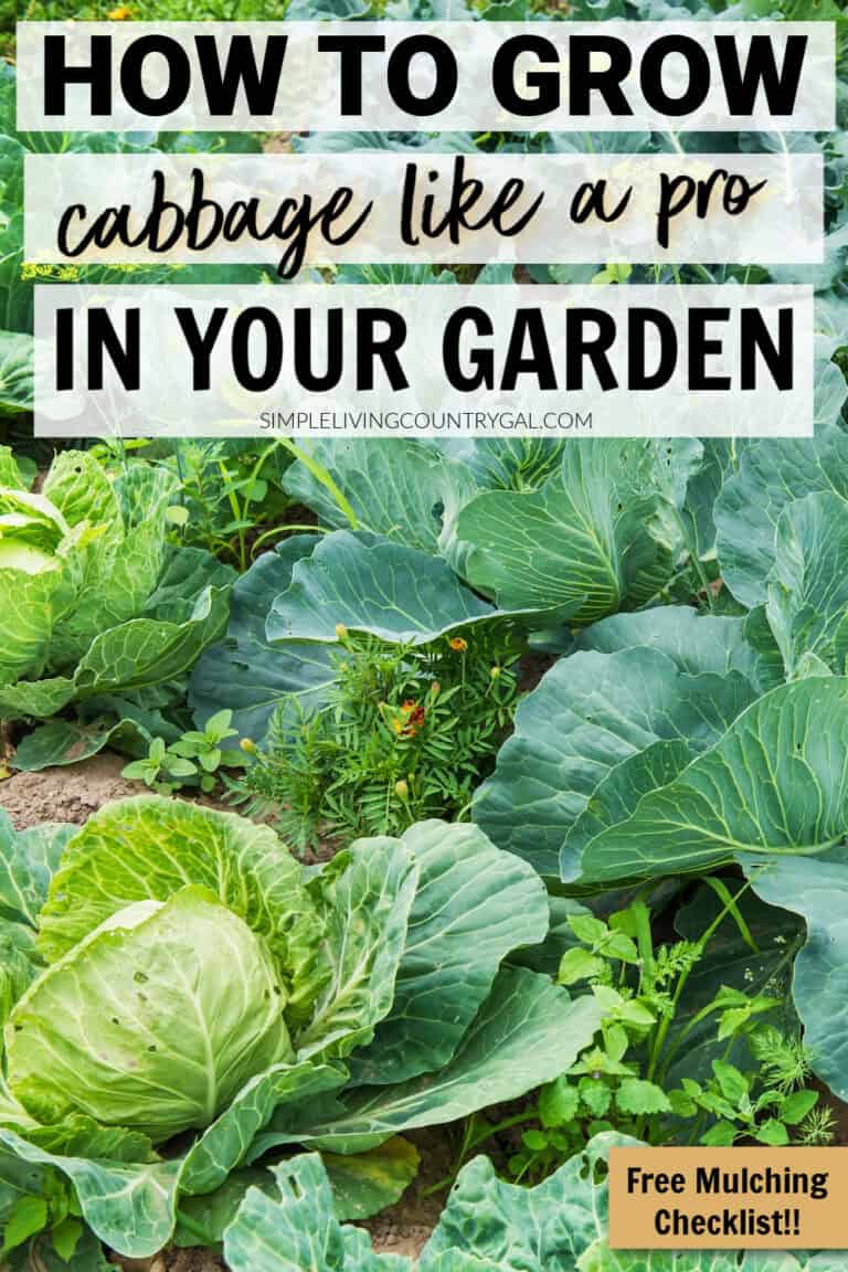 How to Grow Cabbage for Beginners: A Guide | Simple Living Country Gal