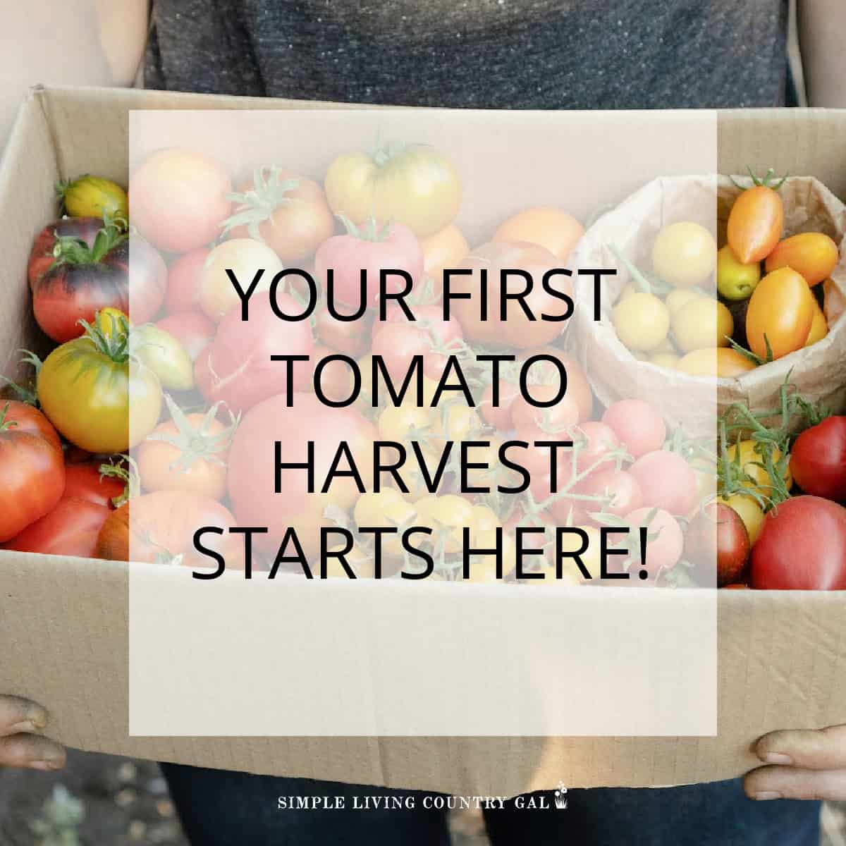 How to Grow Tomatoes for Beginners: A Guide | Simple Living Country Gal