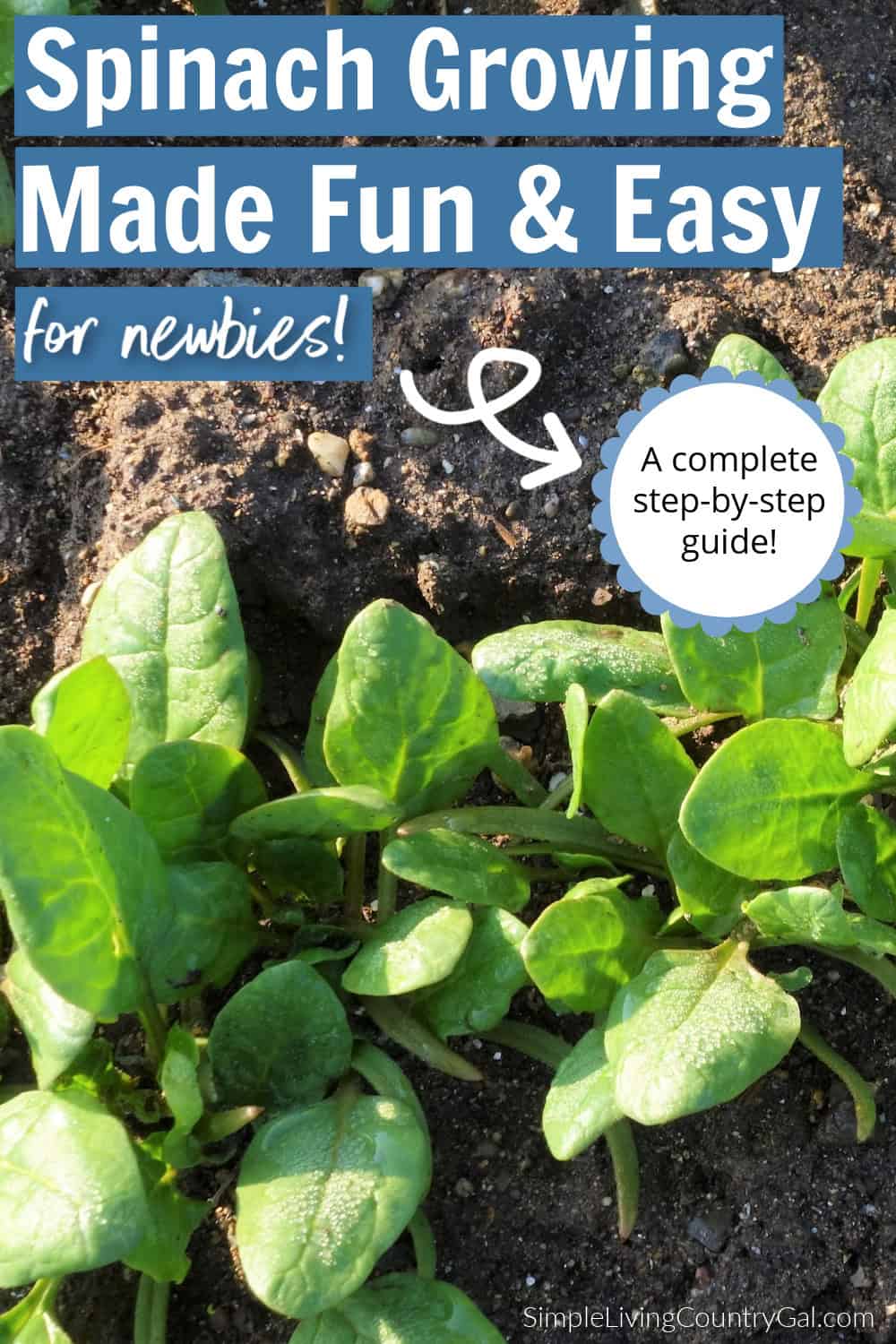 How to Grow Spinach for Beginners: A Step-by-Step Guide | Simple Living ...
