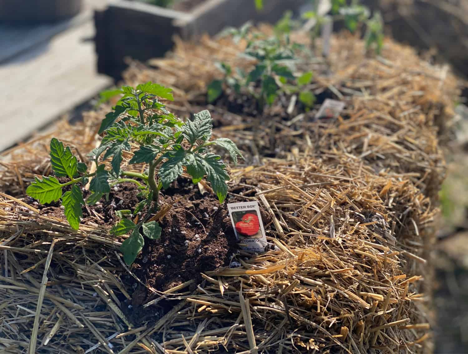 Grow a Straw Bale Garden: Easy Steps from Prep to Harvest | Simple ...