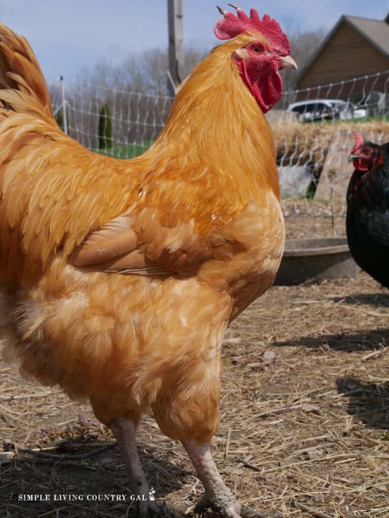 How to add a rooster to your hen house