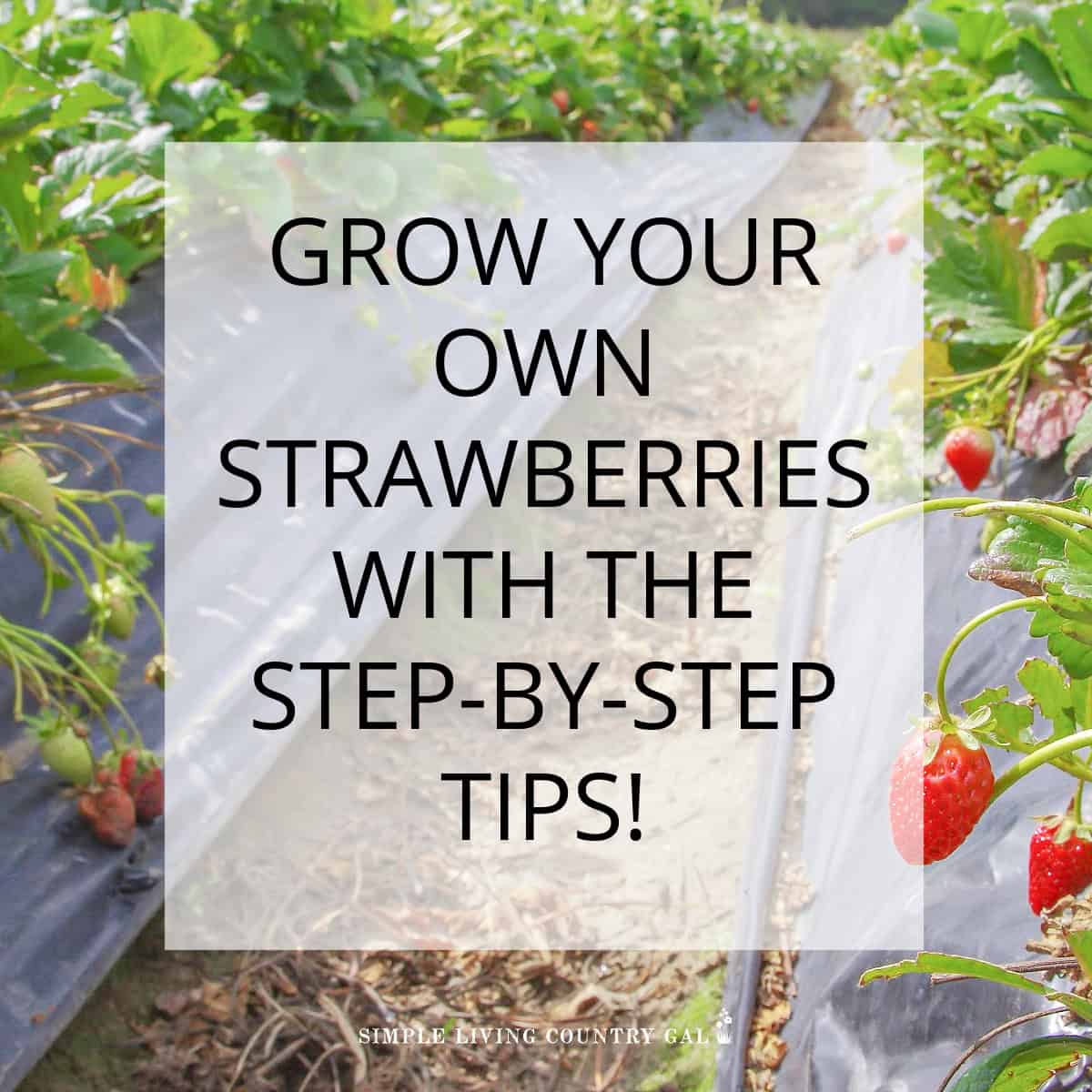 How to Grow Strawberries for Beginners Step by Step | Simple Living ...