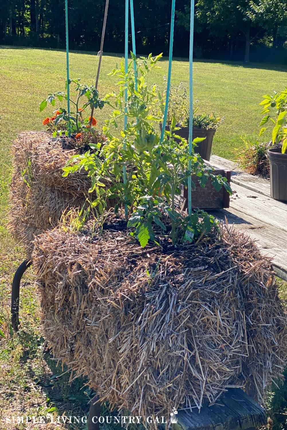 Grow a Straw Bale Garden: Easy Steps from Prep to Harvest | Simple ...