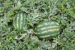 How to Grow Watermelon for Beginners | Simple Living Country Gal