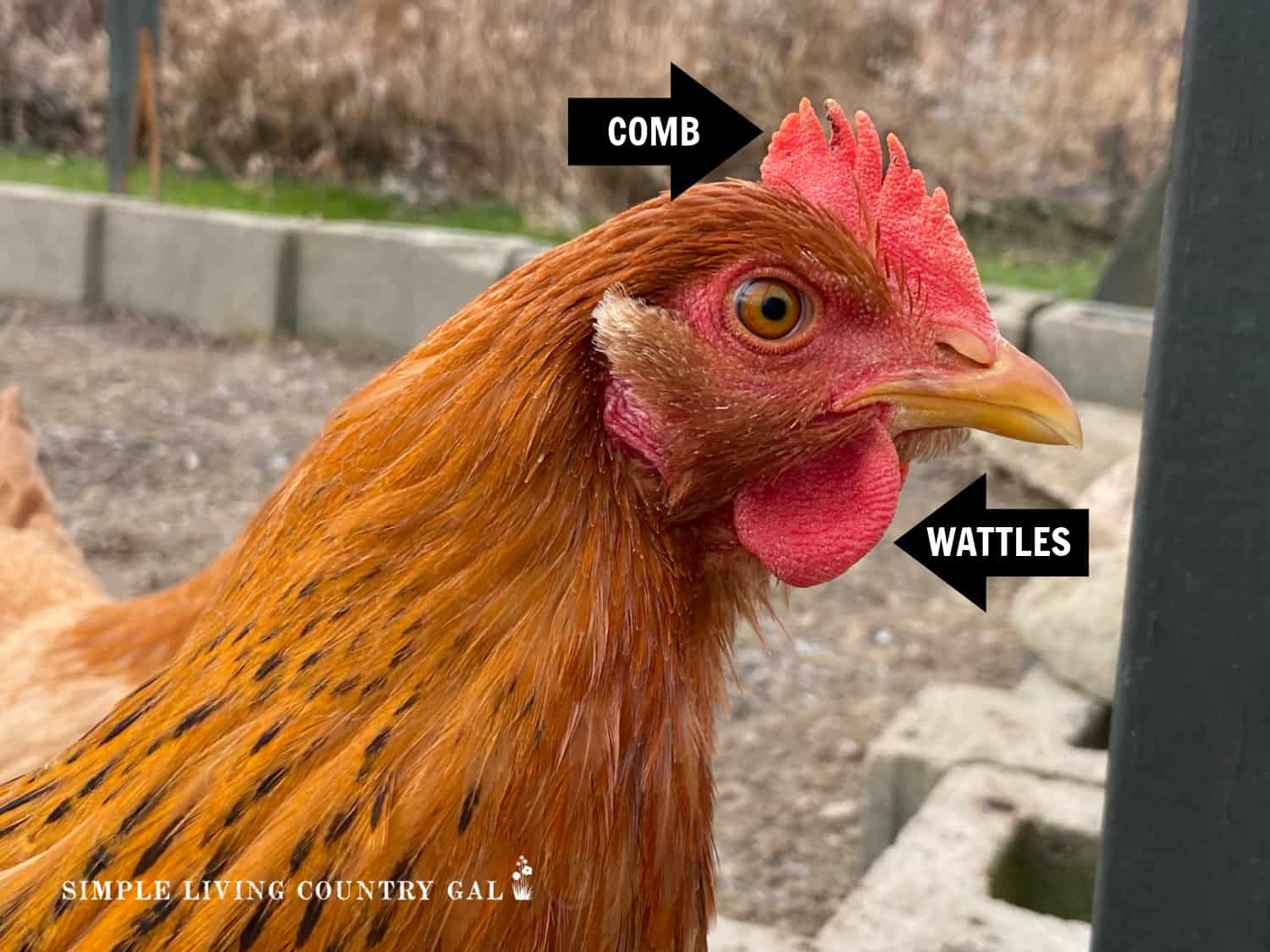 5+ Warning Signs Of A Sick Chicken | Simple Living Country Gal