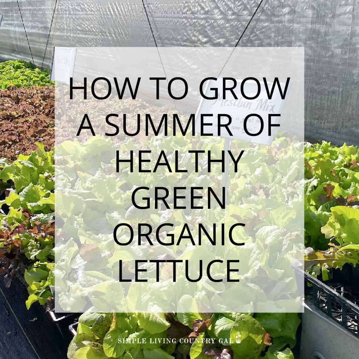 How to Grow Lettuce for Beginners in Your Garden | Simple Living ...