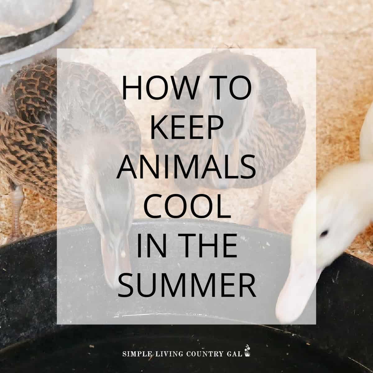 Keeping Animals Cool in Hot Weather | Simple Living Country Gal