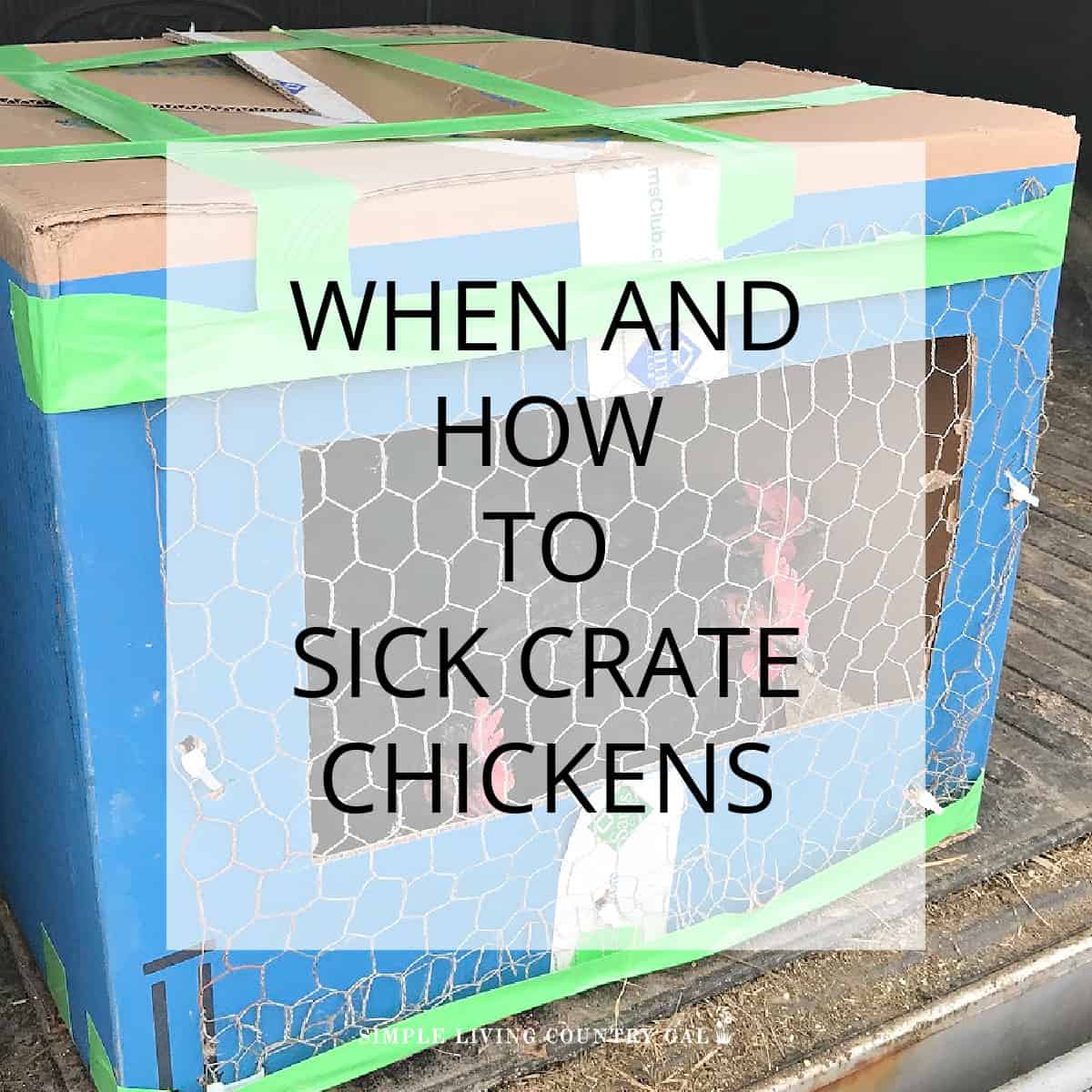 When to Sick Crate chickens | Simple Living Country Gal