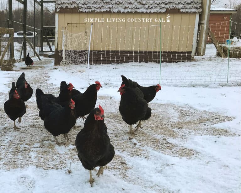 How to Free-Range Chickens: Complete Guide | Simple Living Country Gal